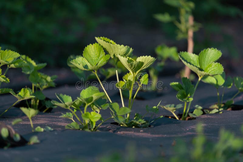 Green Leaves of Vegetable Crops in the Garden Stock Photo - Image of ...