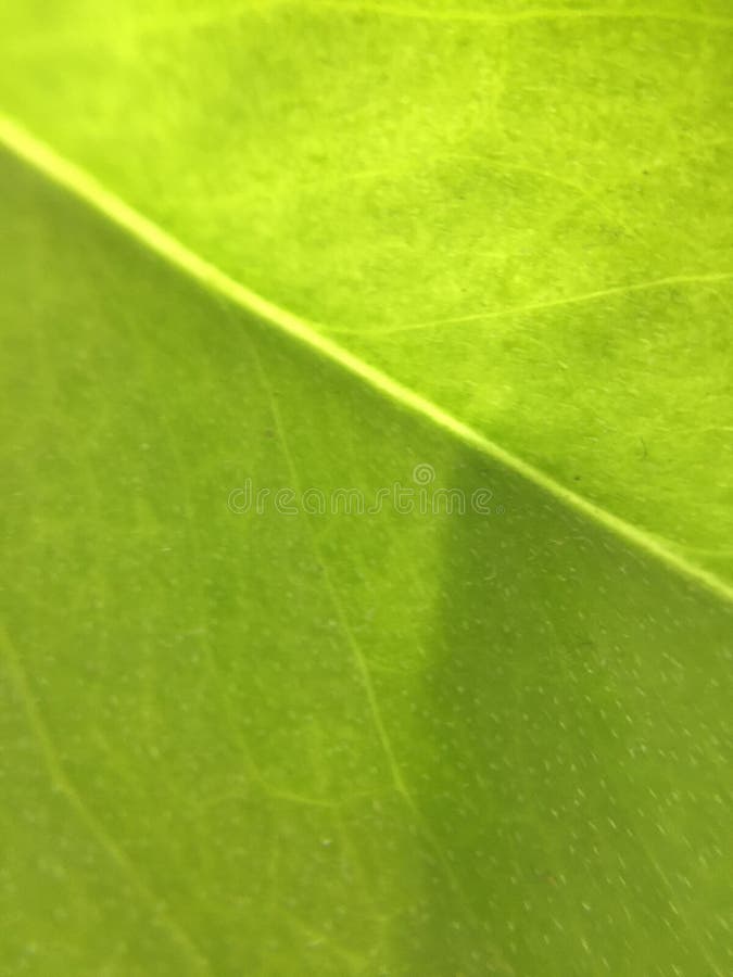 Leaf vein texture stock image. Image of vein, green - 121613935