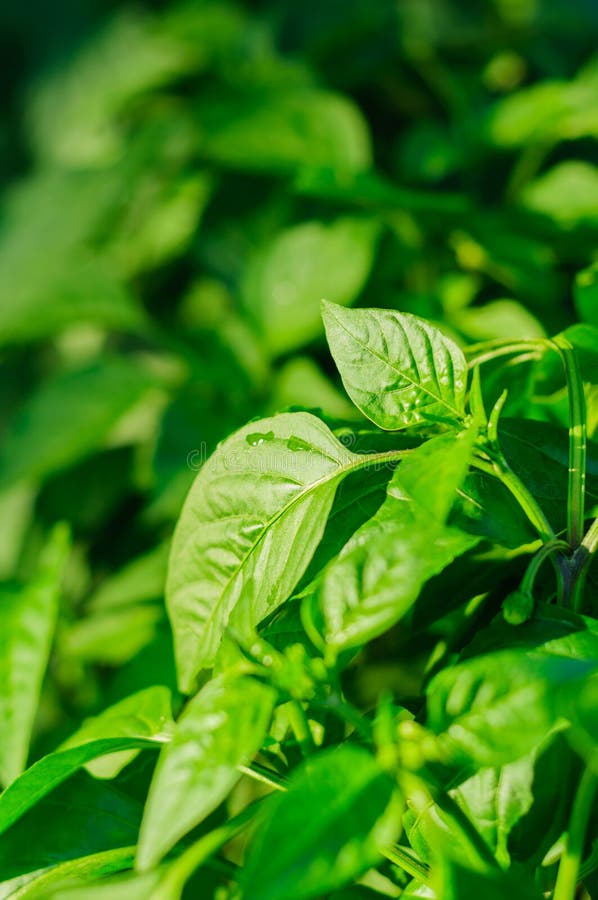 Green Leaves Vertical stock photo. Image of detail, macro - 42028762