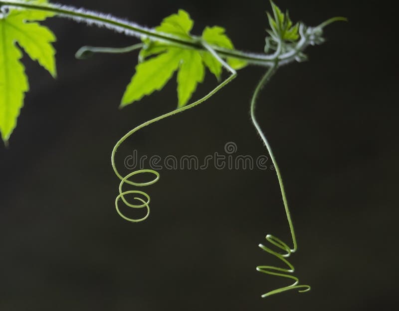 Green Leaves and Vine String on Black Background Stock Image - Image of ...