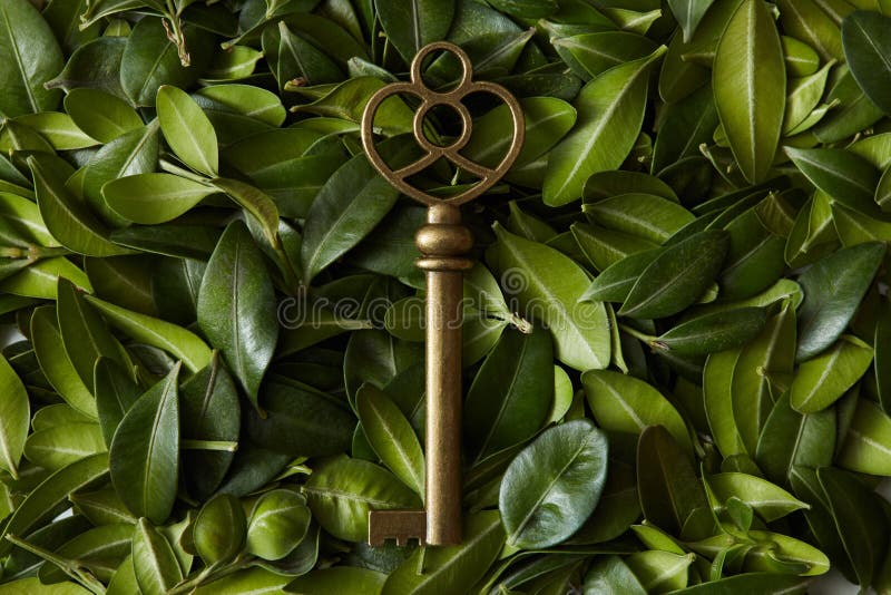 Green Leaves with Vintage Key Stock Photo - Image of green, copy: 89694798