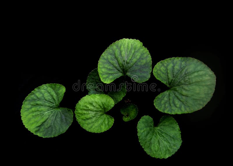 Green Leaves of Viola Plant on Black Background Stock Image - Image of ...