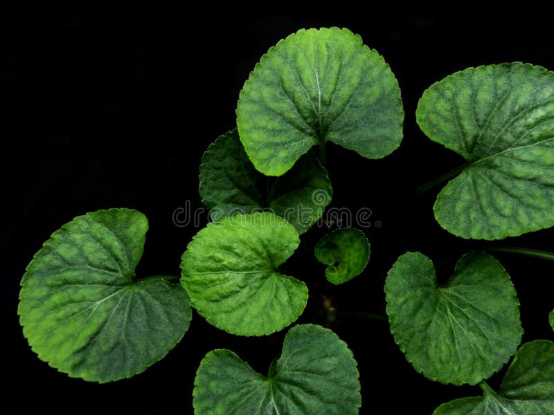 Green Leaves of Viola Plant on Black Background Stock Image - Image of ...
