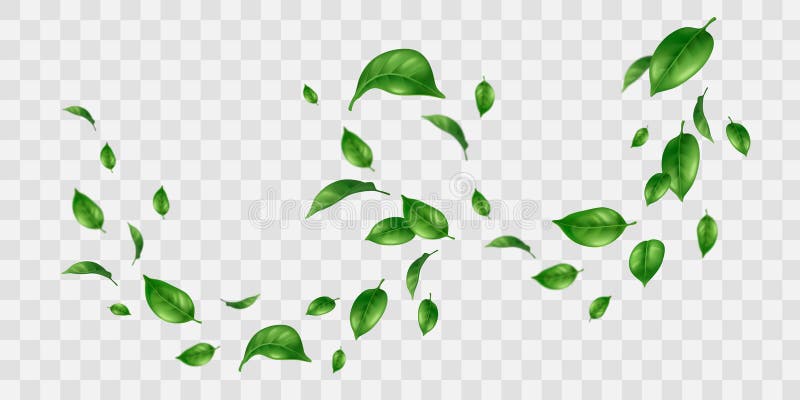 Green Leaves Vortex on Transparent Background Stock Illustration ...