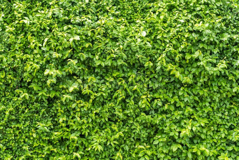 Green Leaves on the Wall Background Texture Stock Image - Image of ...
