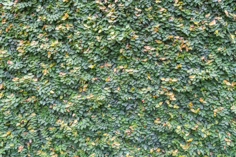 Green leaves wall stock image. Image of background, flora - 76196505