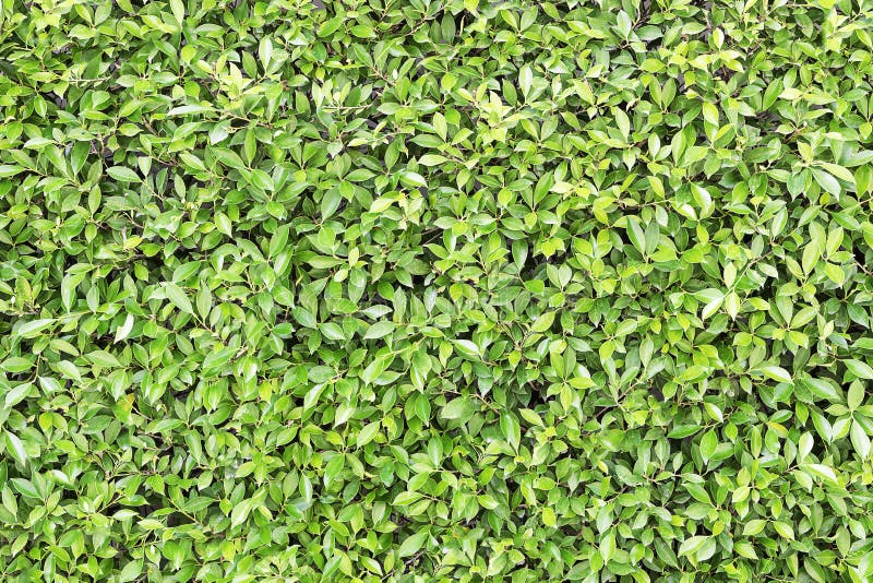 Green Leaves Wall Texture Abstract Background Stock Image - Image of ...