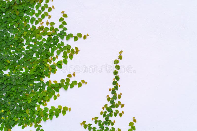 Green Leaves on Wall Texture for Background Stock Image - Image of grow ...