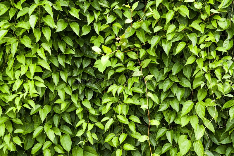 Green Leaves Wall Texture Background Stock Image - Image of garden ...