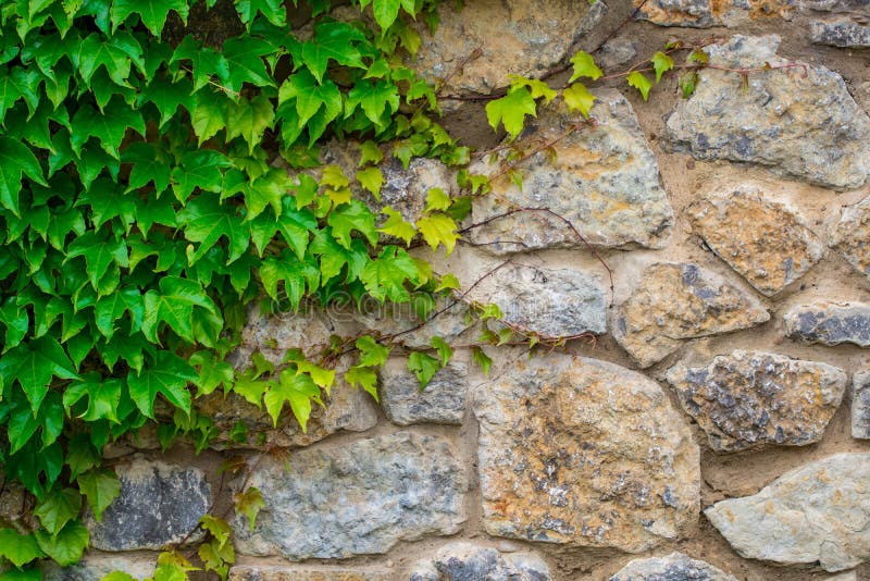 Green Leaves.Green Leaves Wall Texture Stock Image - Image of gray ...
