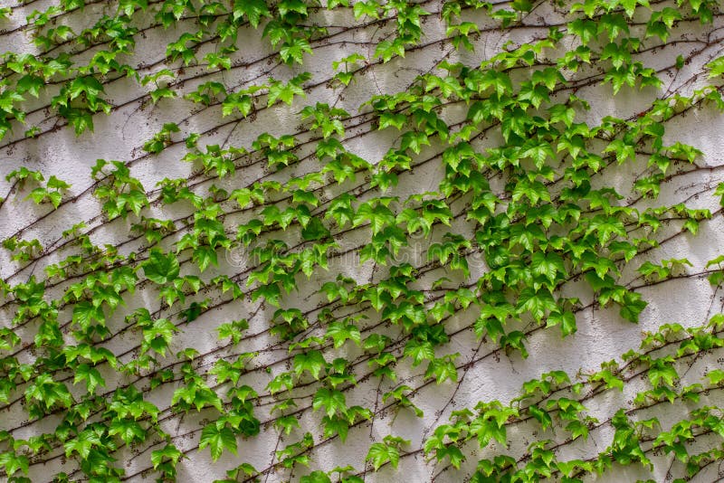 Green Leaves.Green Leaves Wall Texture Stock Photo - Image of flora ...
