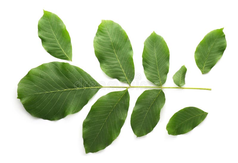 Green Leaves of Walnut Tree on White Background Stock Image - Image of ...