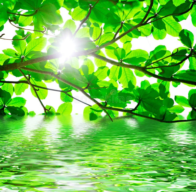 Green leaves and water stock photo. Image of background - 14986032