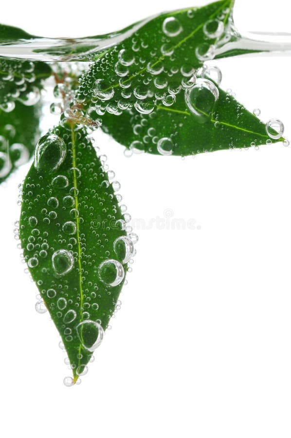 Green leaves in water stock photo. Image of life, moisture - 4488794