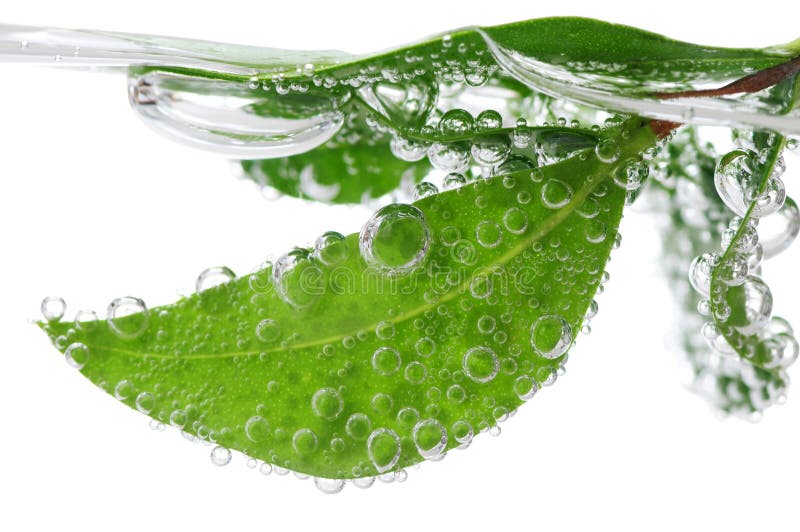 Green leaves in water stock image. Image of fresh, leaf - 4488889