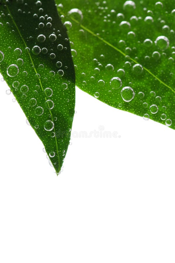 Green leaves in water stock photo. Image of hydration - 4488830