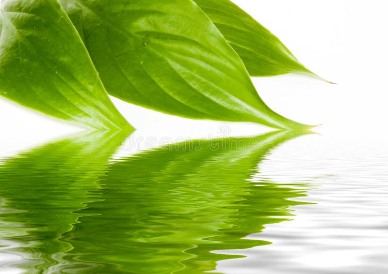 Green leaves in water stock photo. Image of light, growth - 7357948