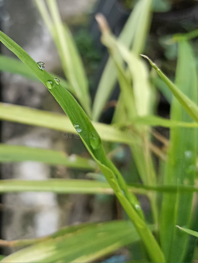 Green Leaves with Water Drop on it Stock Image - Image of summer ...