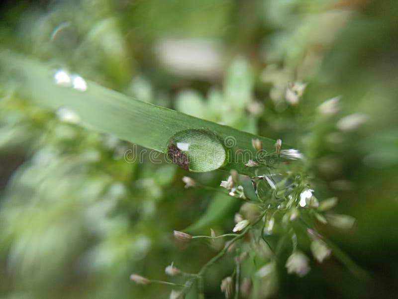 Green Leaves with Water Drop in the Garden Stock Image - Image of water ...