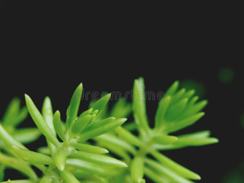Green Leaves with Water Drop of Small Plant Stock Image - Image of ...