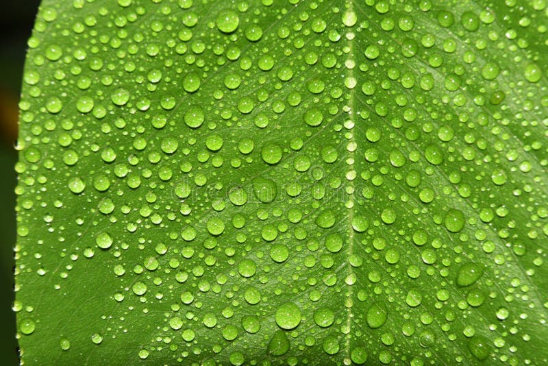 Green Leaves with Water Droplets Stock Photo - Image of flora, rain ...