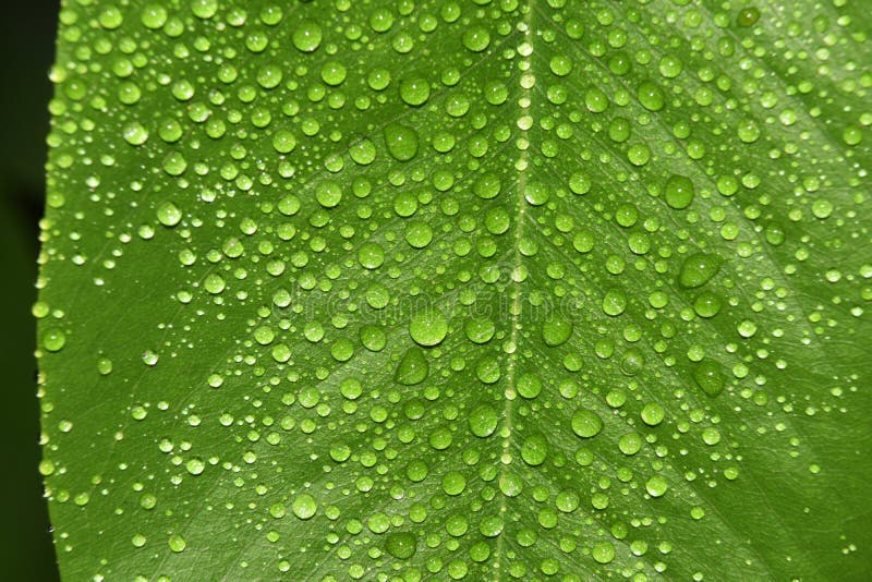 Green Leaves with Water Droplets Stock Image - Image of spring, natural ...