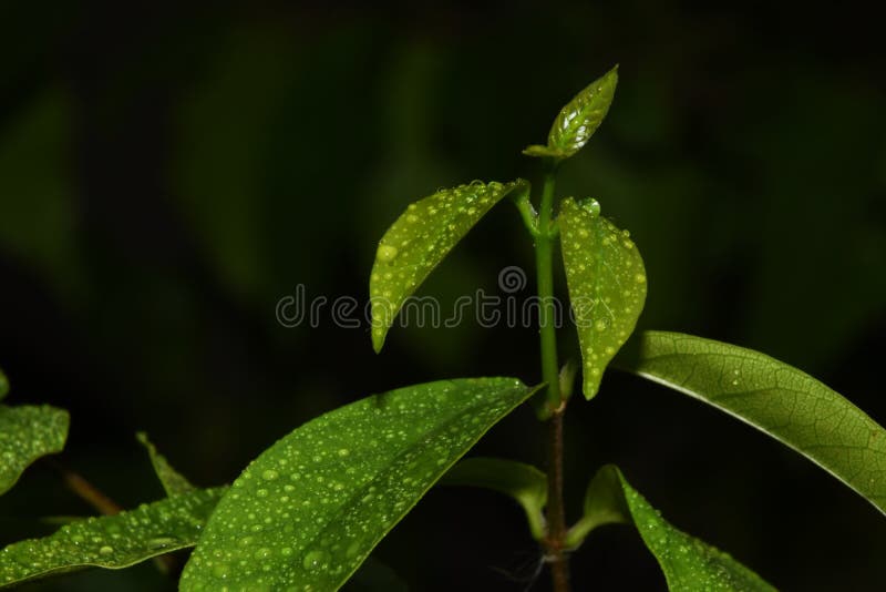 Green Leaves with Water Droplets Stock Photo - Image of freshness ...