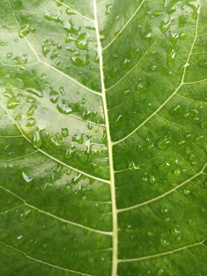 Green Leaves with Water Drops on it Stock Image - Image of leaf ...