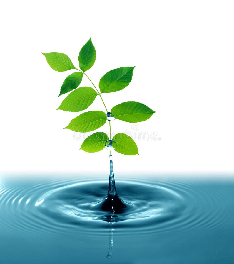 Green Leaves in Water stock photo. Image of bright, concept - 184850596