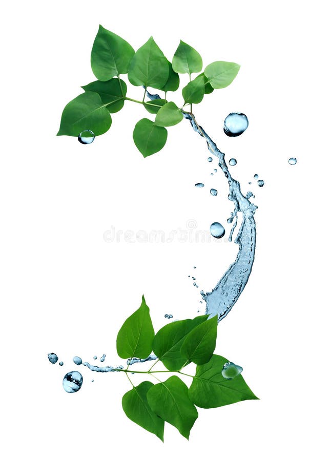 Green Leaves in Water stock image. Image of liquid, drop - 184850613