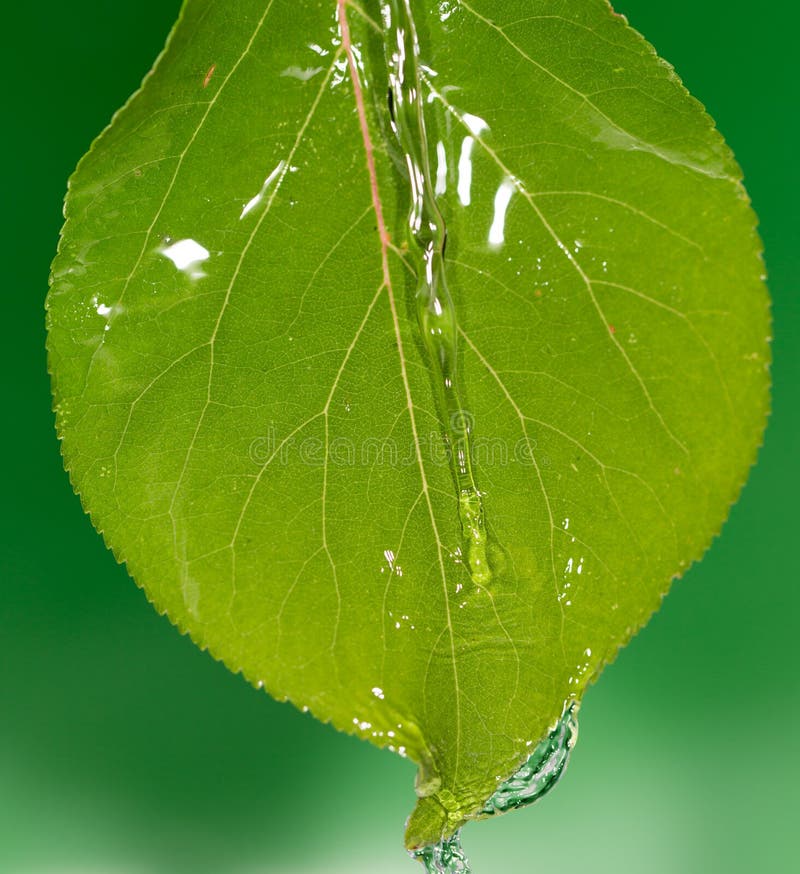 Green leaves in water stock image. Image of abstract - 89671163