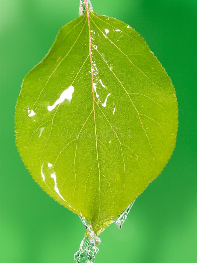 Green leaves in water stock photo. Image of harmony, freshness - 89671762