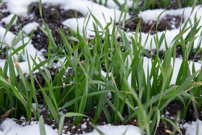 Green Leaves of Wheat Growing from Under the Snow. Winter Wheat ...