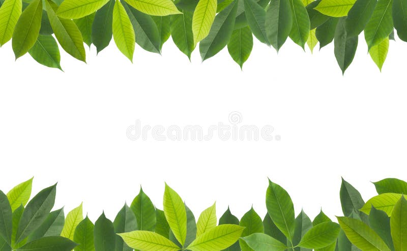 Green Leaves on White Background Stock Image - Image of botany, fresh ...