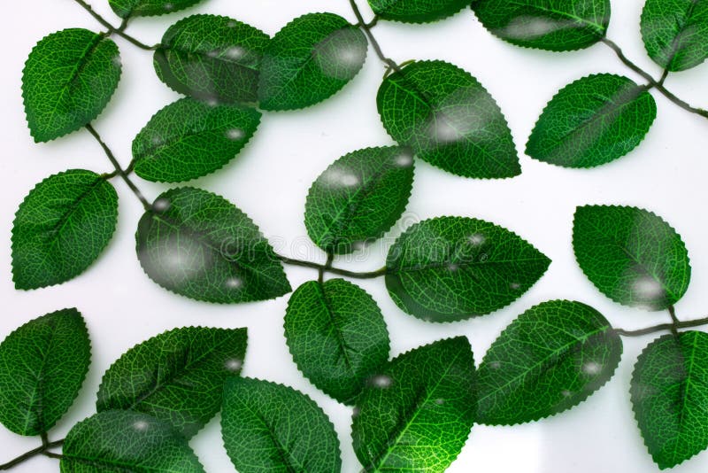 Green Leaves on White Background Frame Isolated Object White Background ...