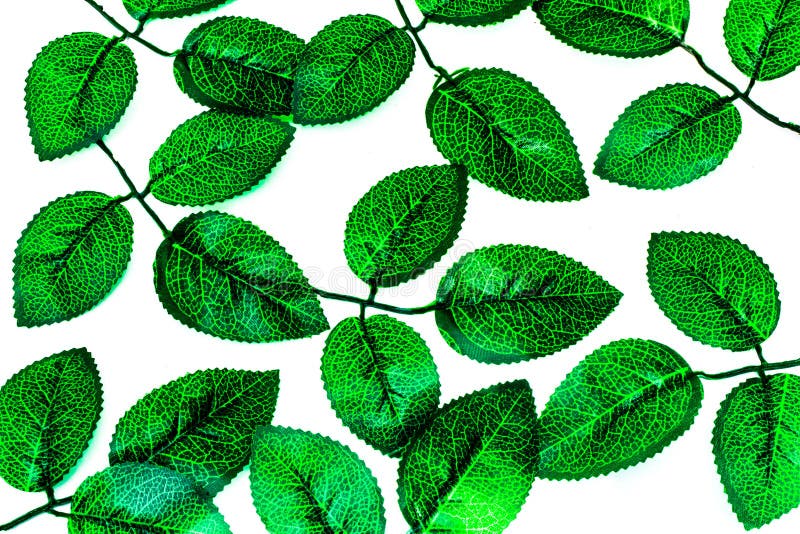 Green Leaves on White Background Frame Isolated Object White Background ...