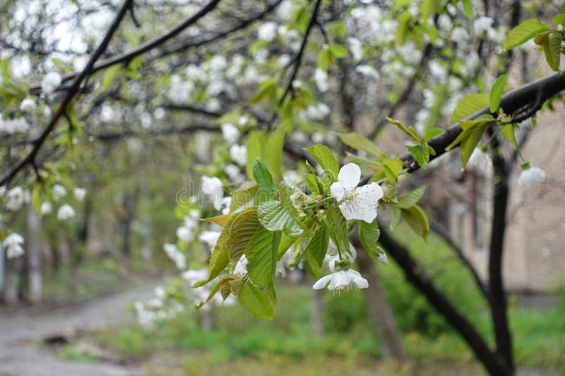 Green Leaves and White Flowers of Sweet Cherry in April Stock Photo ...