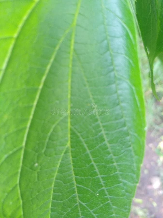 Leaves of wild plant stock photo. Image of support, background - 121175556