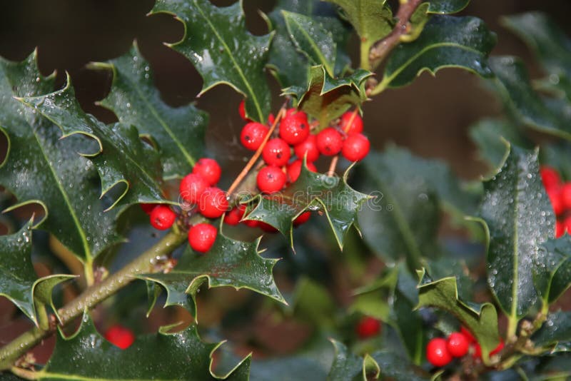 Wild Holly in Its Natural Environment, Spain Stock Photo - Image of ...
