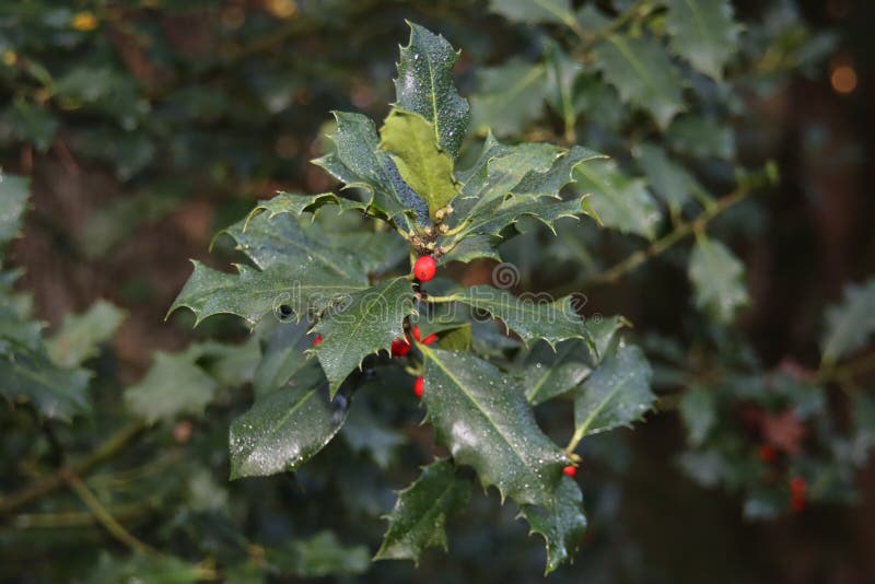 Green Leaves of Wild Holly with Red Berries Stock Photo - Image of ...