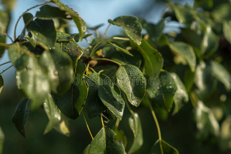 Green Leaves of Wild Pear in the Morning in Drops Stock Image - Image ...