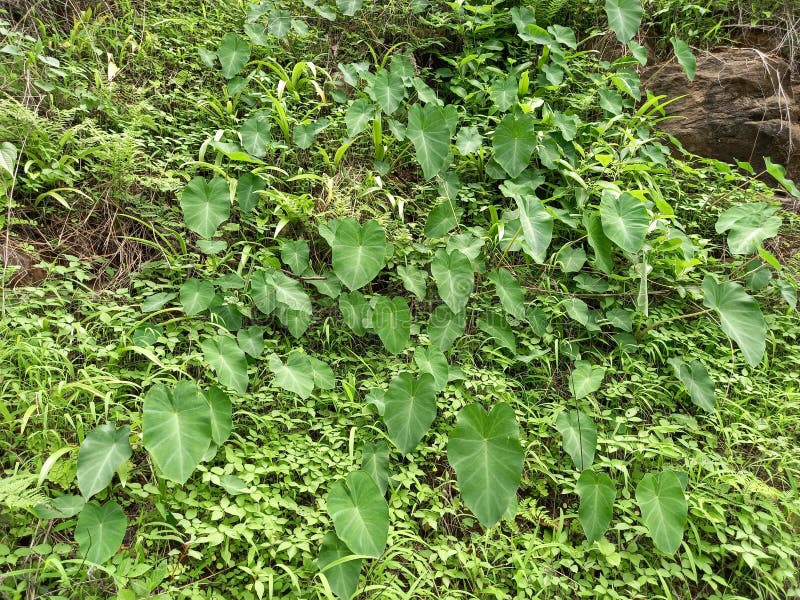 Green Leaves Wild Vegetables. Stock Photo - Image of vegetables, tree ...