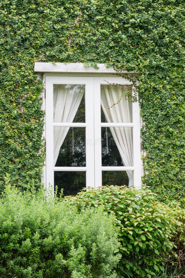 Green leaves and a window stock image. Image of artificial - 78206673
