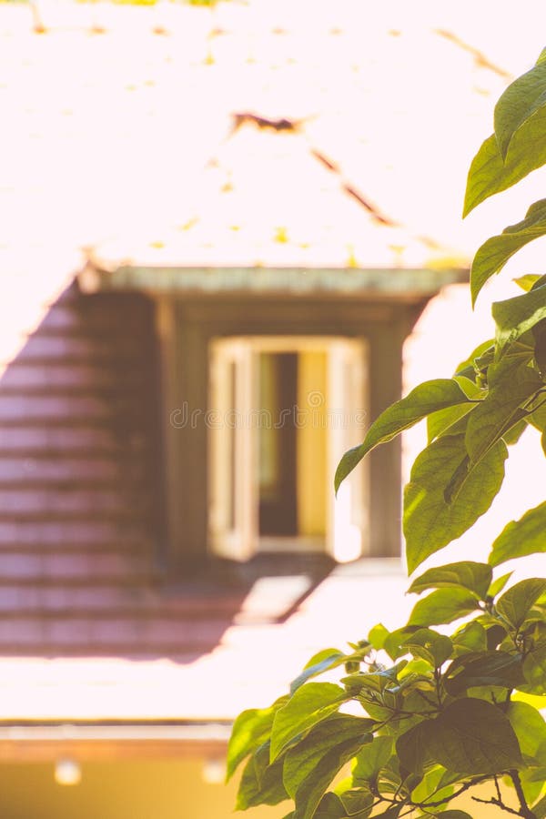 Green Leaves with a Wooden House Blurred in the Back Stock Photo ...