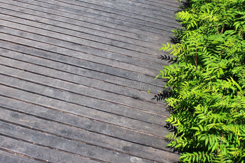Green Leaves on Wooden Planks Background Stock Photo - Image of design ...