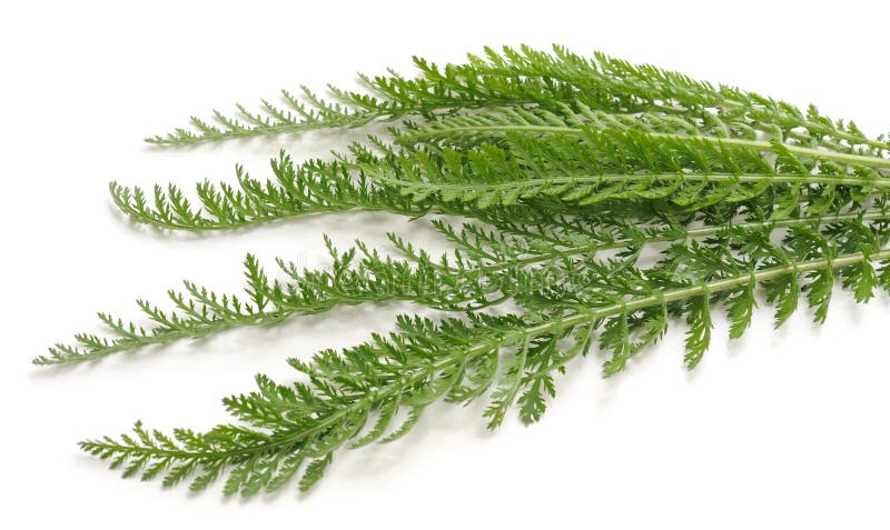 Green leaves of yarrow stock image. Image of plant, milfoil - 163201291