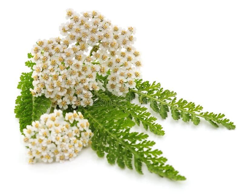 Green leaves of yarrow stock image. Image of plant, herb - 178624823