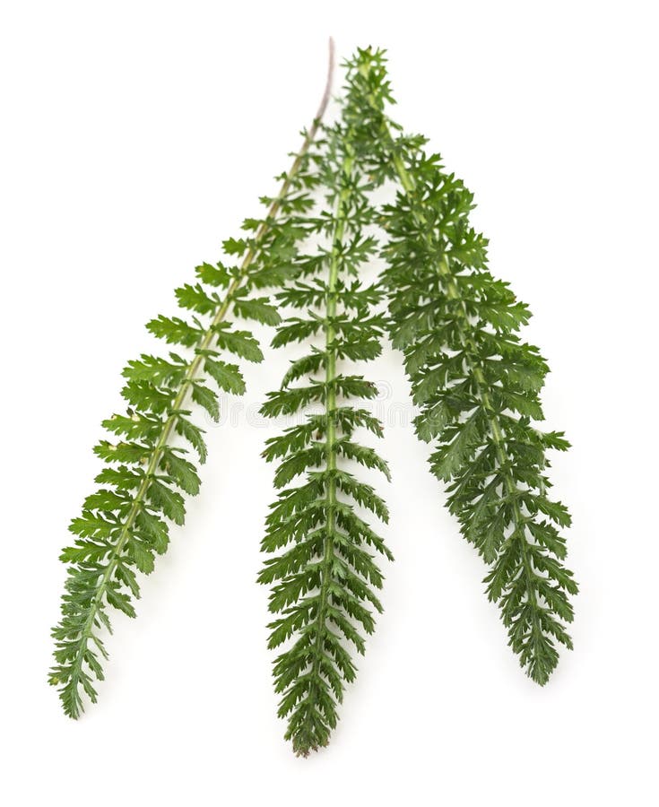 Green leaves of yarrow stock photo. Image of health - 263169240