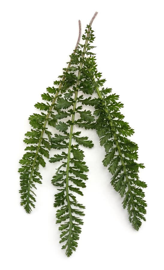 Green leaves of yarrow stock image. Image of plant, herb - 178624823
