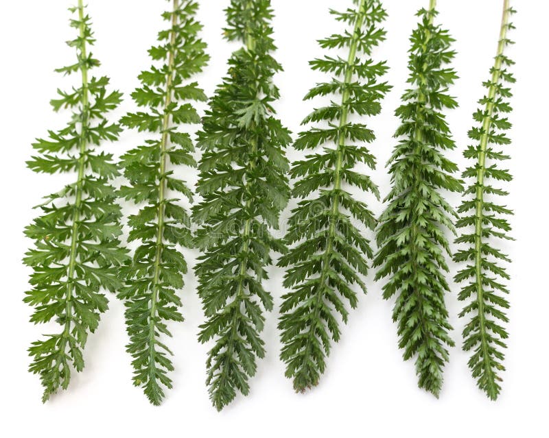 Green leaves of yarrow stock image. Image of plant, herb - 178624823